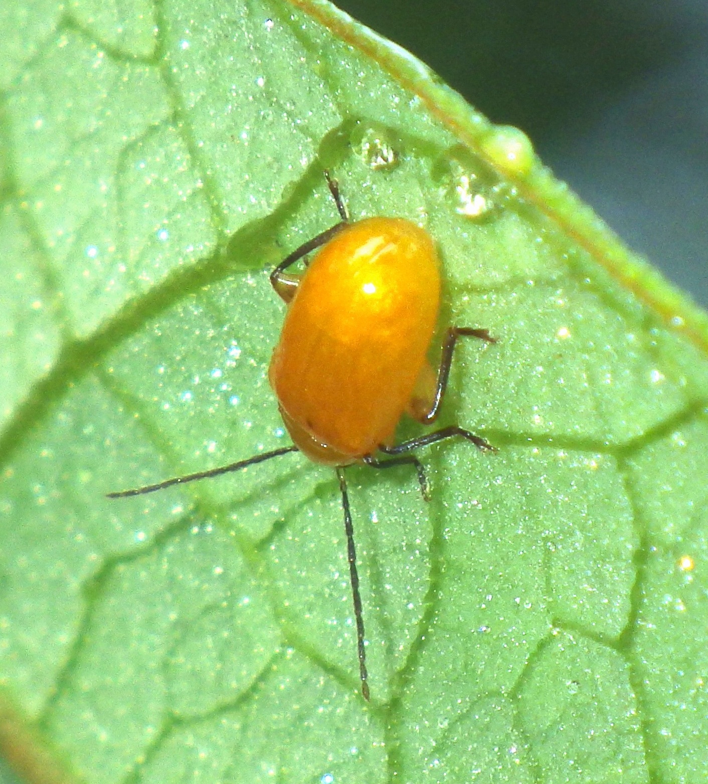 Passiflora auriculata